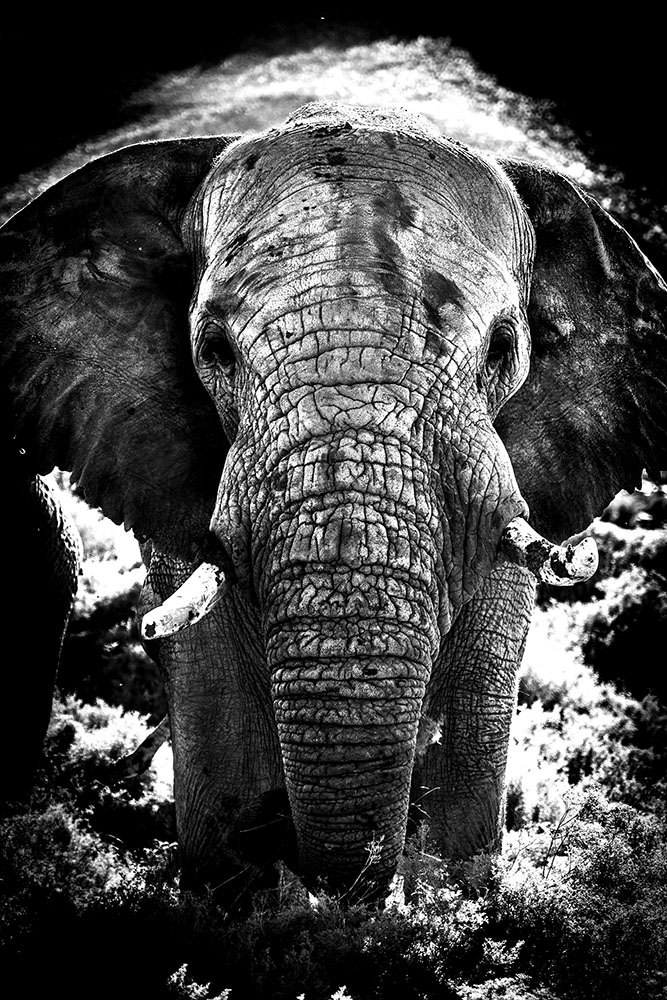 Animals Photography | Fine Art Photography by Natalie Rosella Boonzaier ...