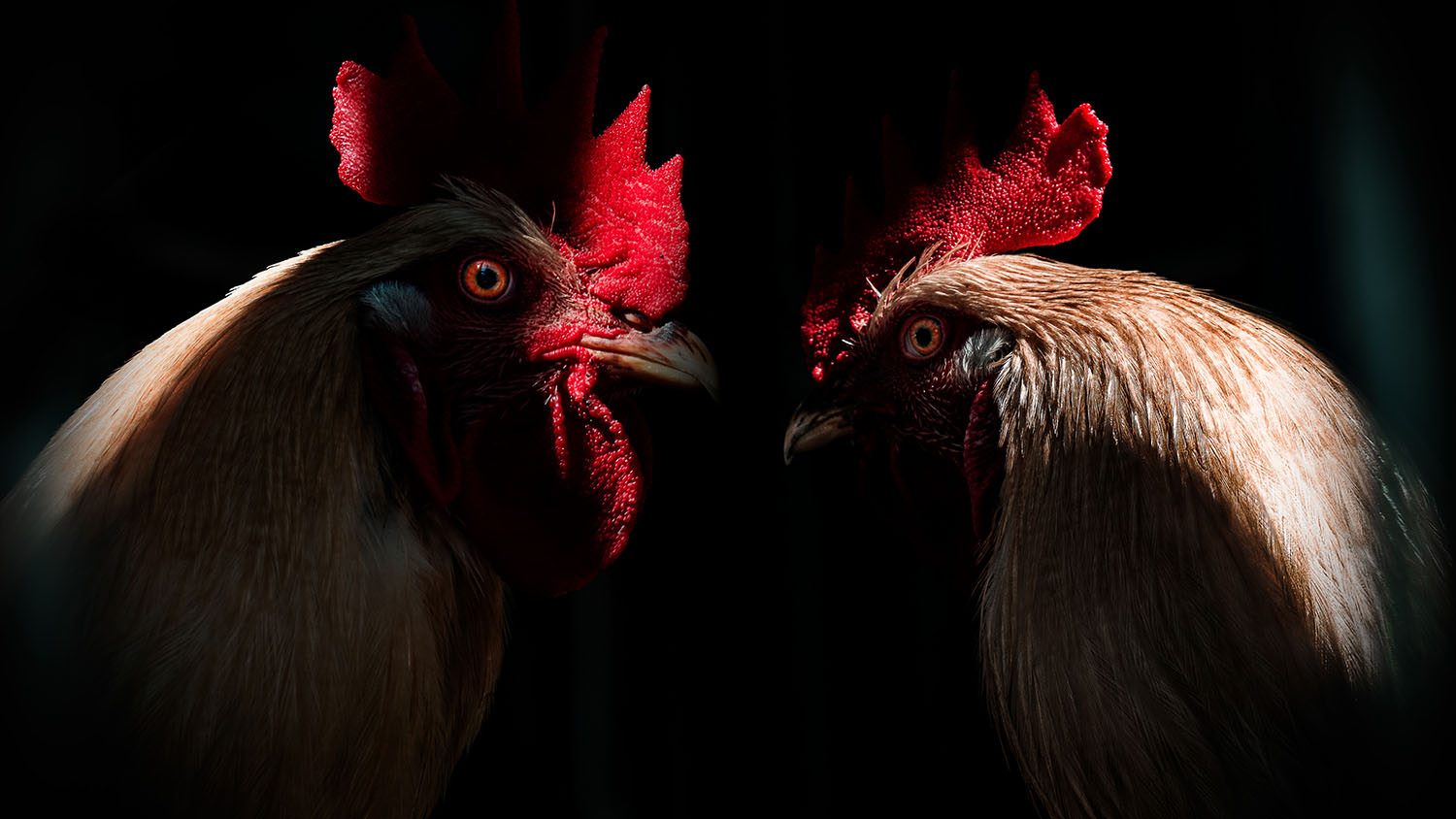 Personal Photographic Work | Fine Art Photography by Natalie Rosella ...